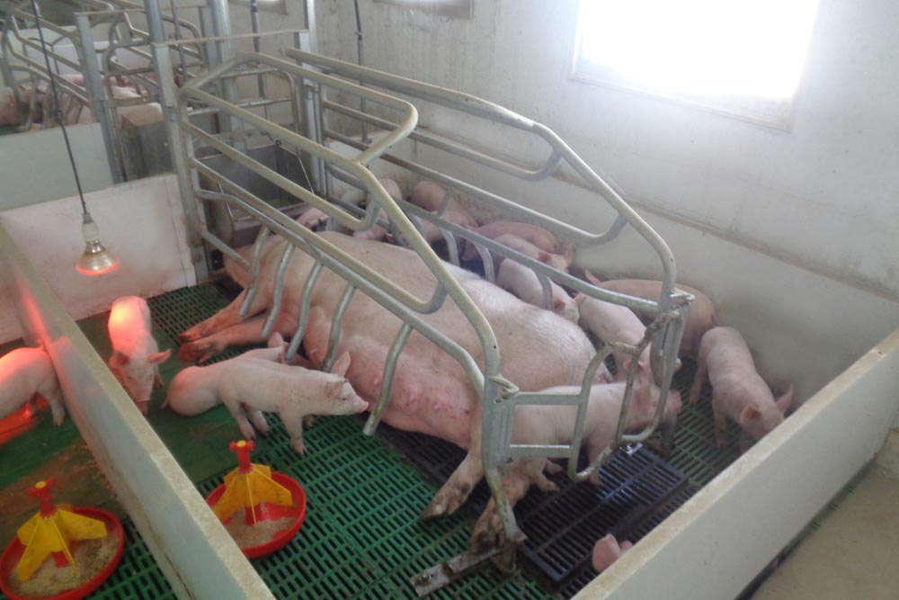 COMBI FLOOR; Komplettes Bodensystem für Ihren Stall